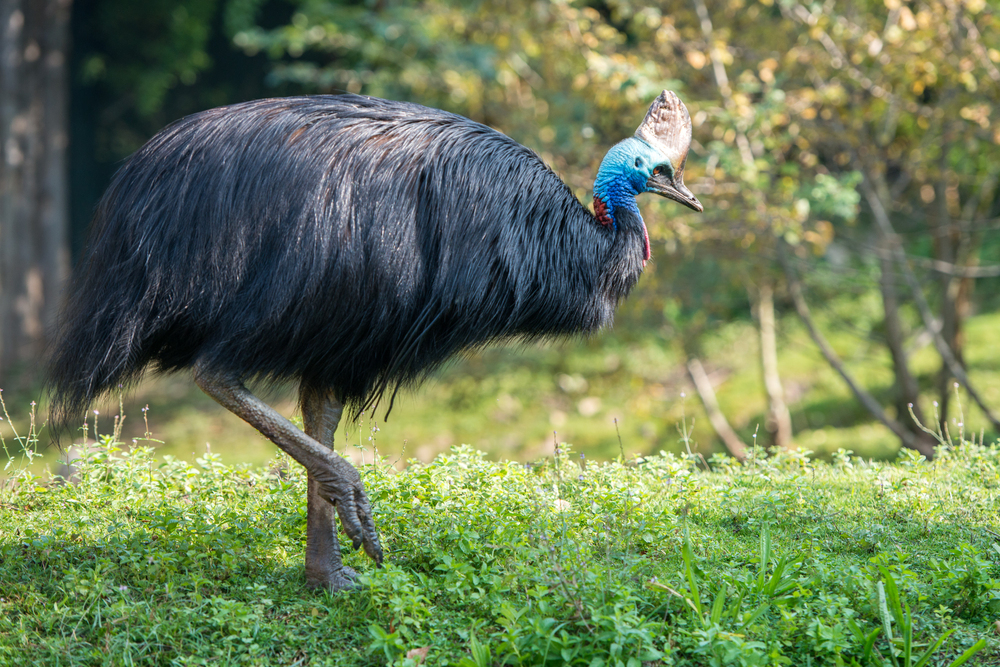 15 rare bird species thriving in massive reserves