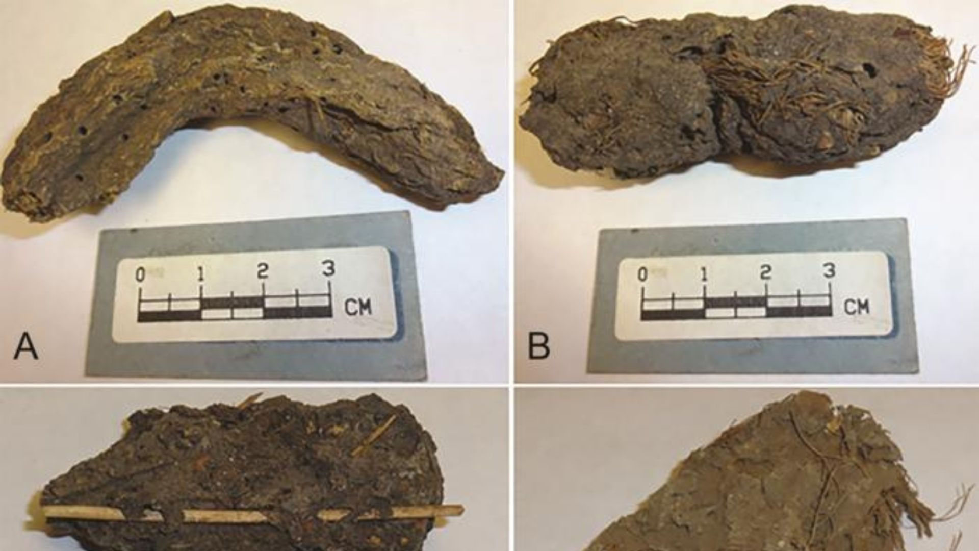 1,300-year-old dried feces reveal diseases that plagued early Mexicans