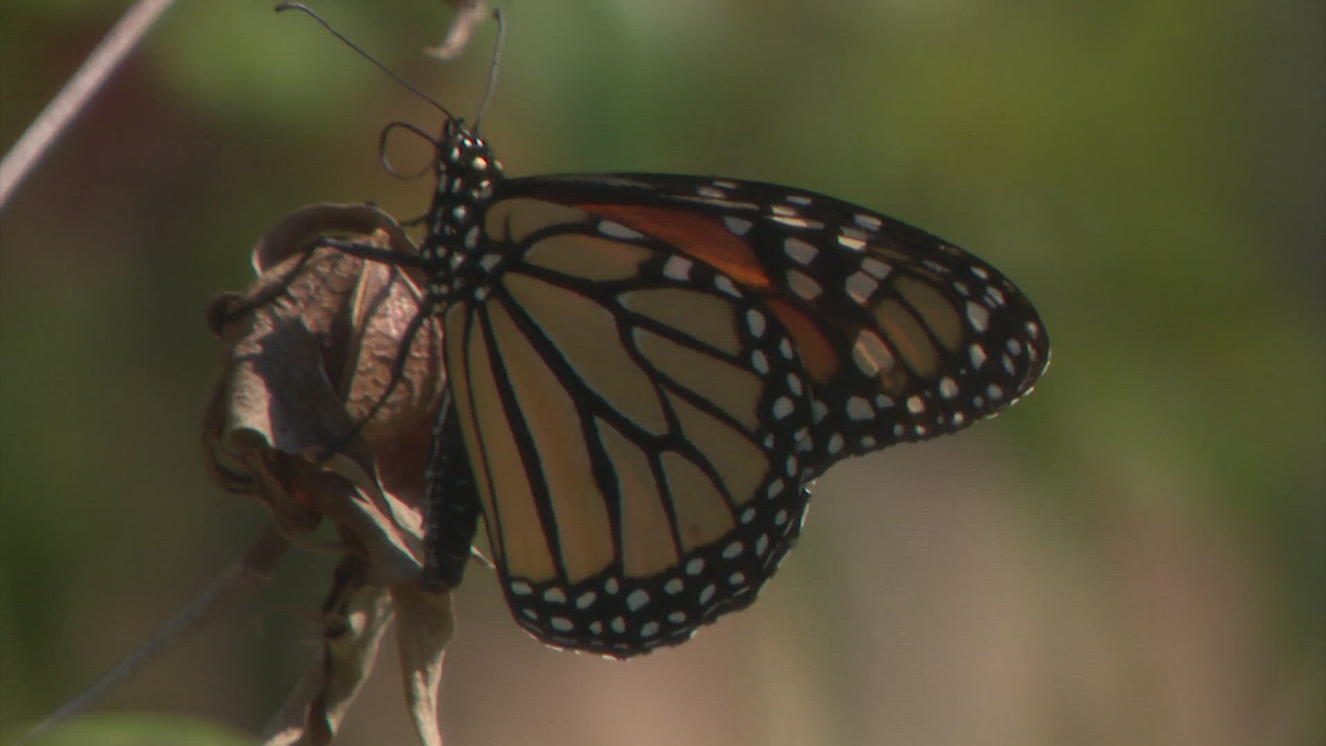 Community effort in Cypress aims to help save the monarch butterfly