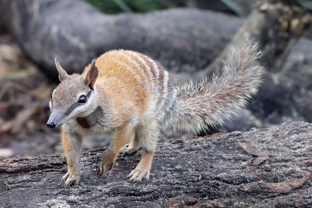 Unique Animals You Can Find in Australia