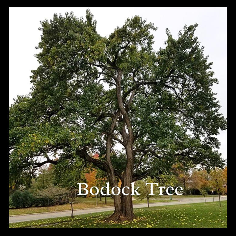 The Bodock Tree? Oh, You Mean the Horse Apple Tree…