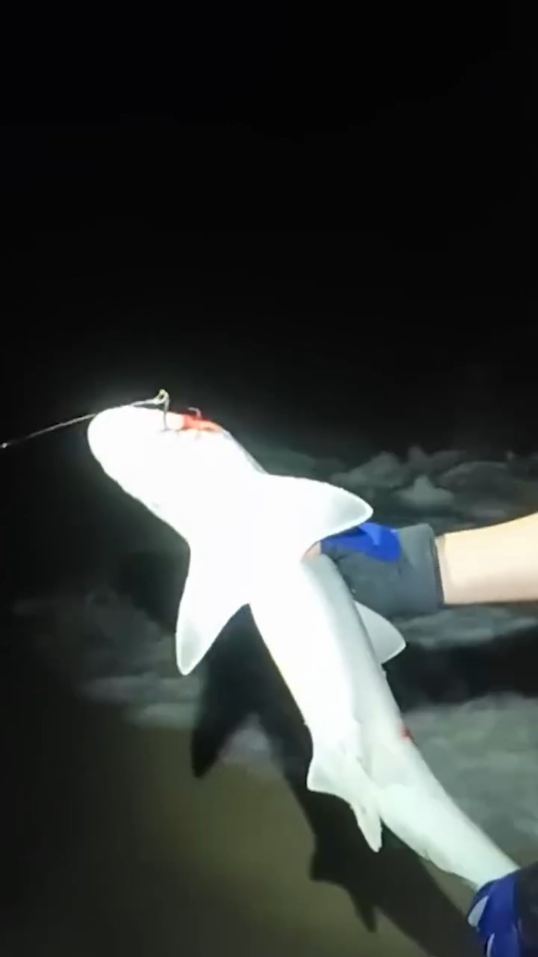 A Day of Shark Fishing at Sea