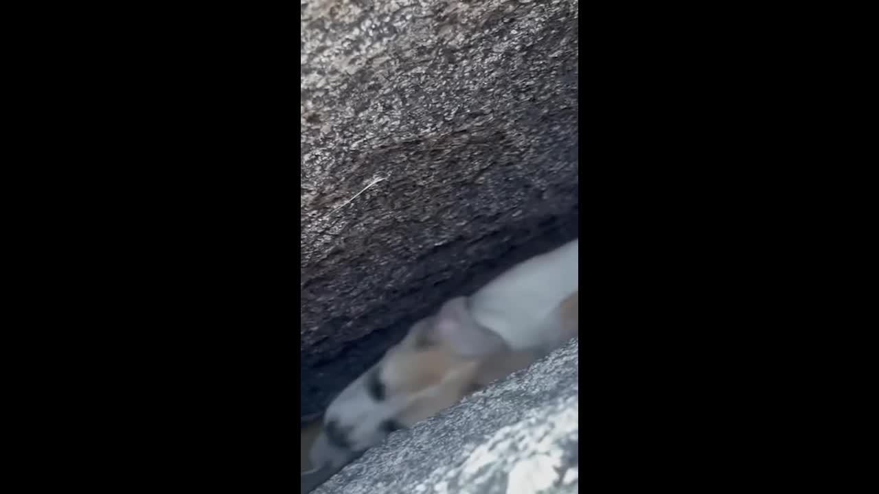 Firemen rescue dog stuck between two rocks in California