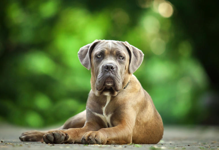 9 Luxurious Dog Breeds That Fetch Big Bucks