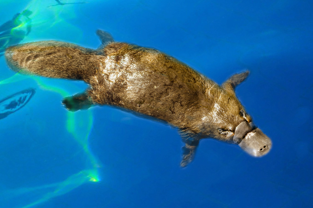 Unique Animals You Can Find in Australia