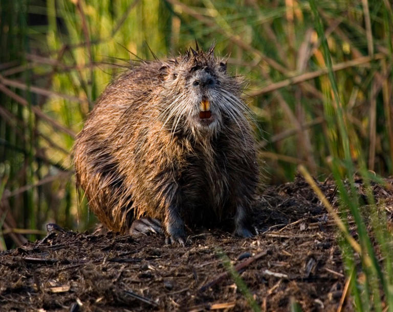 Large invasive rodents carry disease and attack crops across California ...
