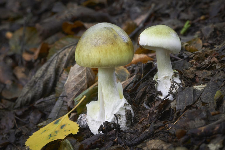 Killer ‘Shroom: The Toxic Mushroom You Should Learn to Identify