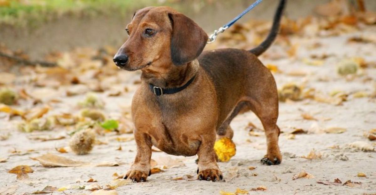 25 Short-Legged Dog Breeds That Capture Hearts with Their Unique Stature