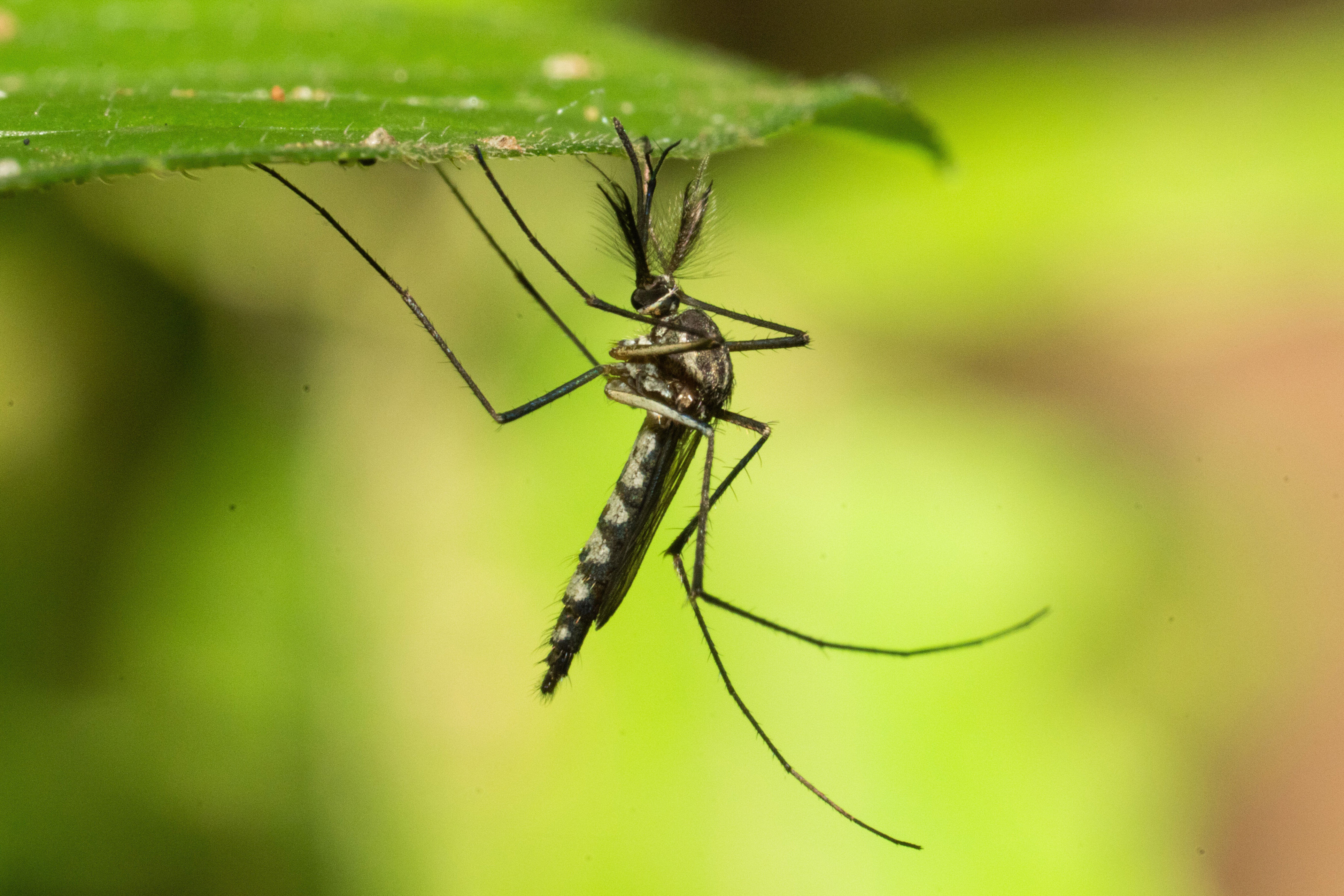 Mosquitos Found In Iceland For The First Time