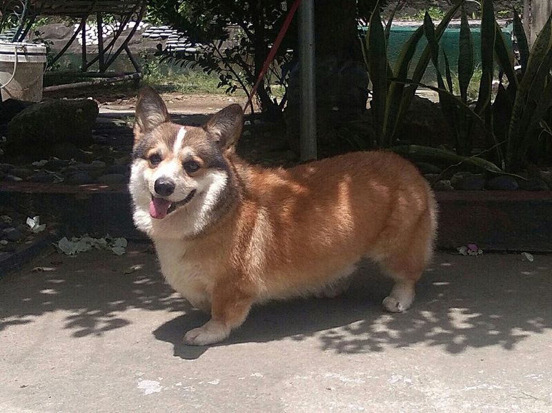 25 Short-Legged Dog Breeds That Capture Hearts with Their Unique Stature