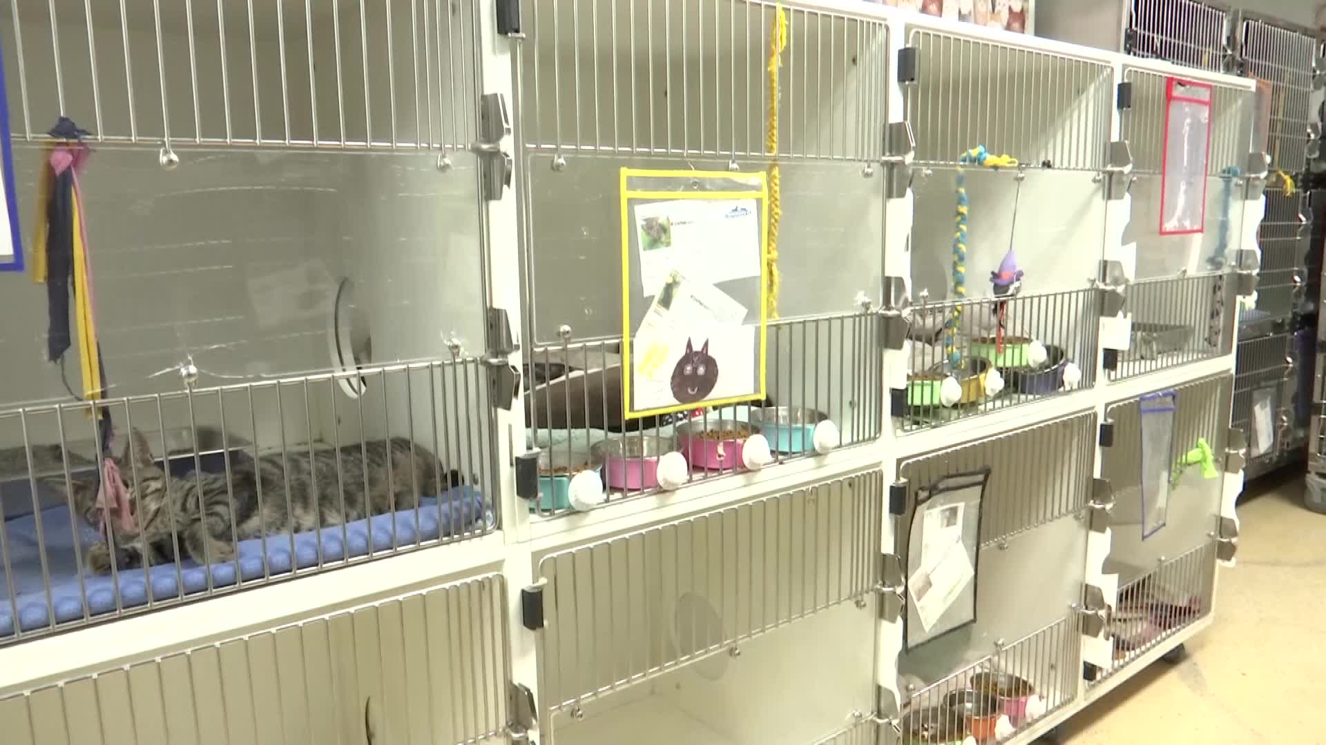 PetSmart National Adoption Week Helps Local Shelters Find Forever Homes