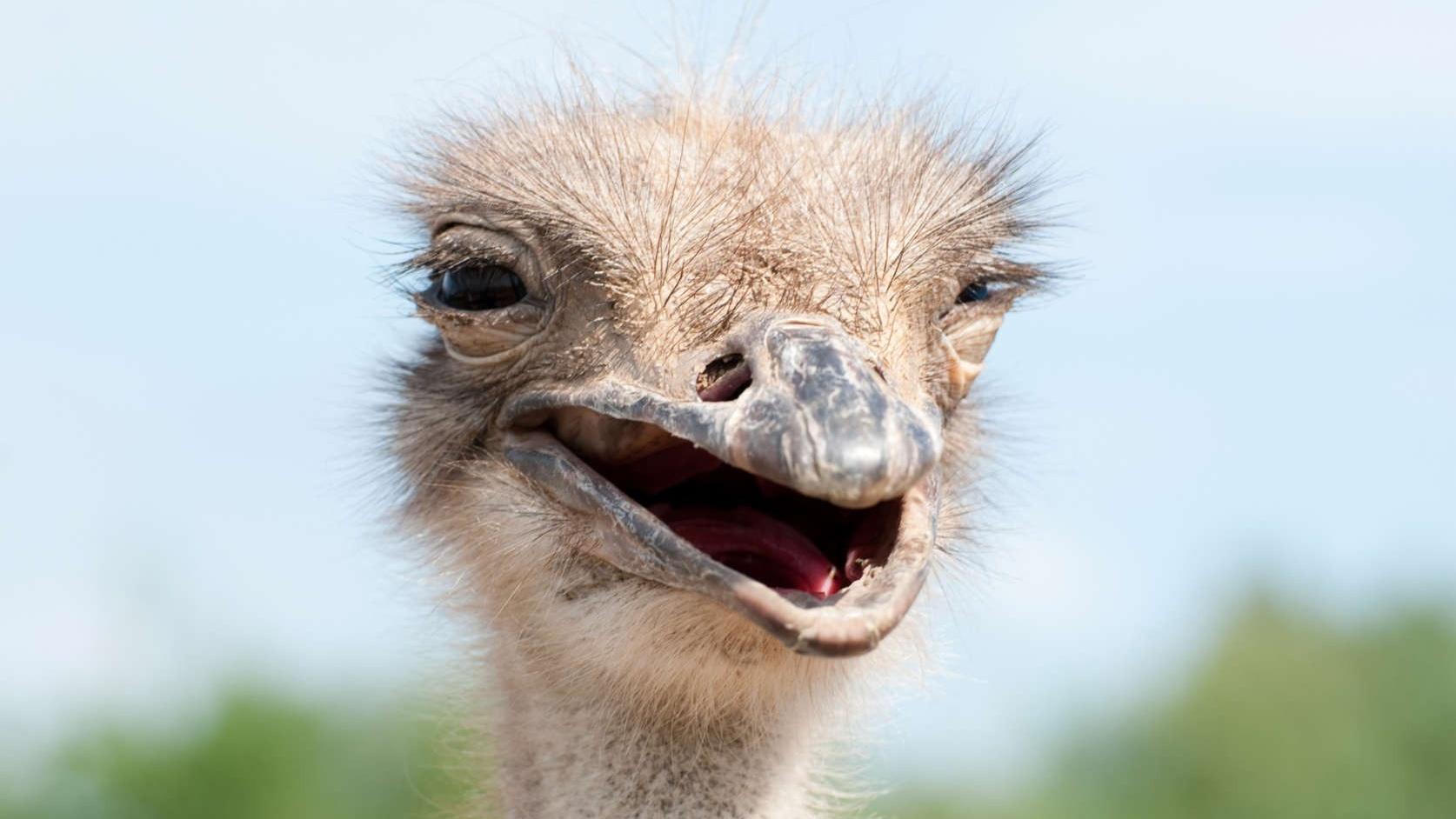 The best 5 smiling animals!