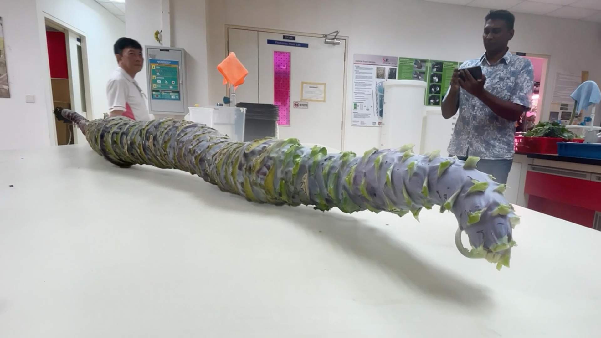 Largest kohlrabi - 2.32 metres (7 ft 7.3 in) grown by Gregory K.K. Chow