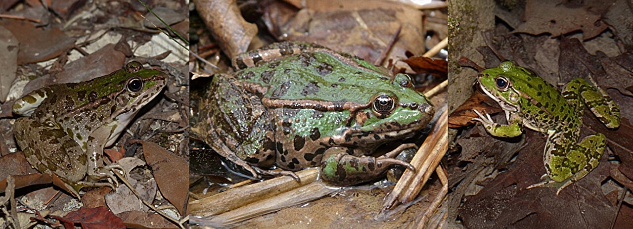 Explosive expansion of invasive marsh frogs found