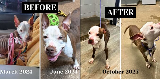 Former owner charged after Lexington dog returned to shelter severely ...
