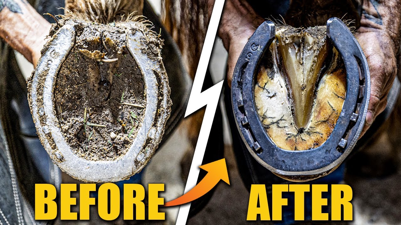 I transformed this horse's hoof!🐴