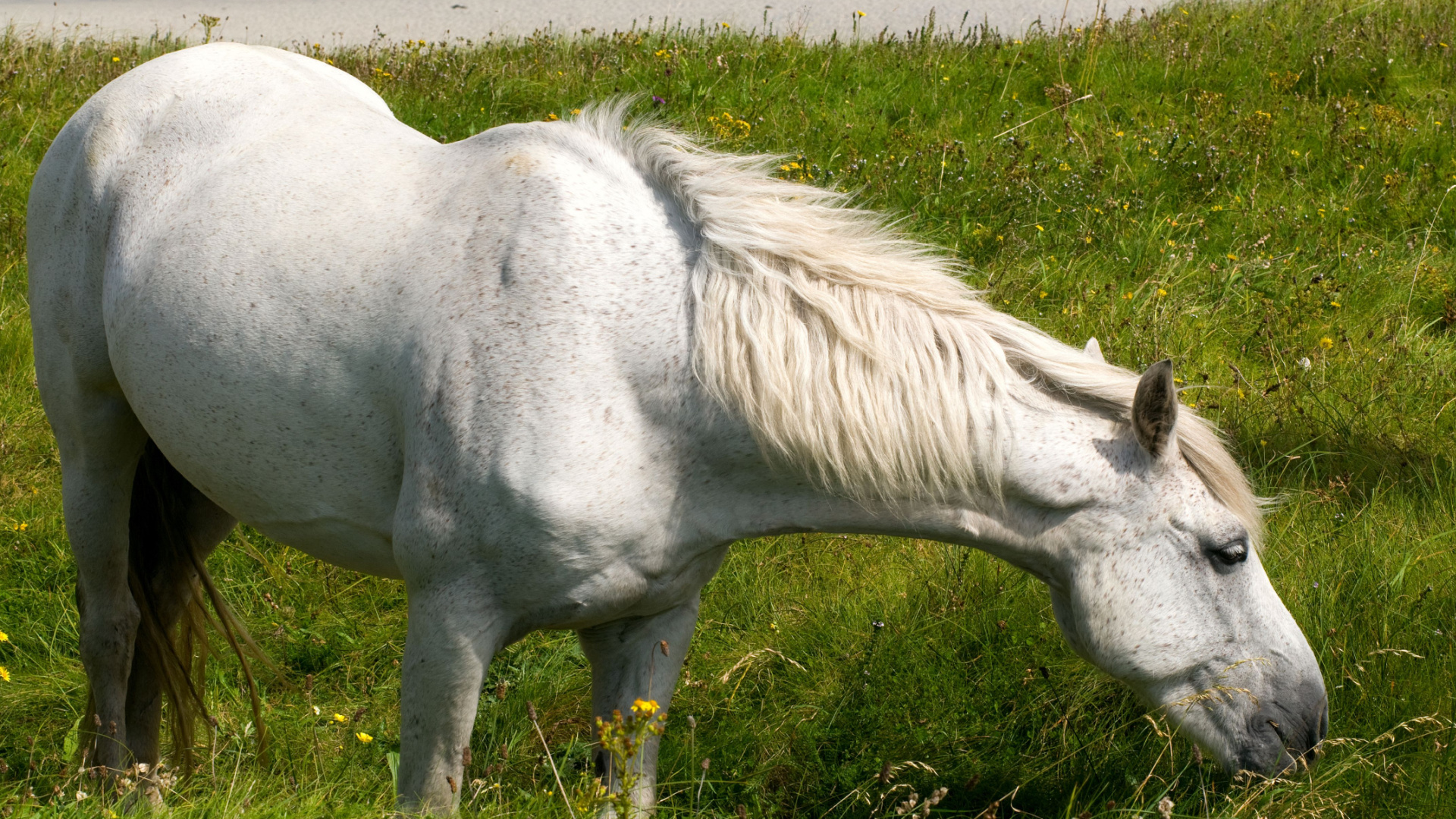 9 Horse Breeds With The Calmest Temperaments For Riders Of All Levels