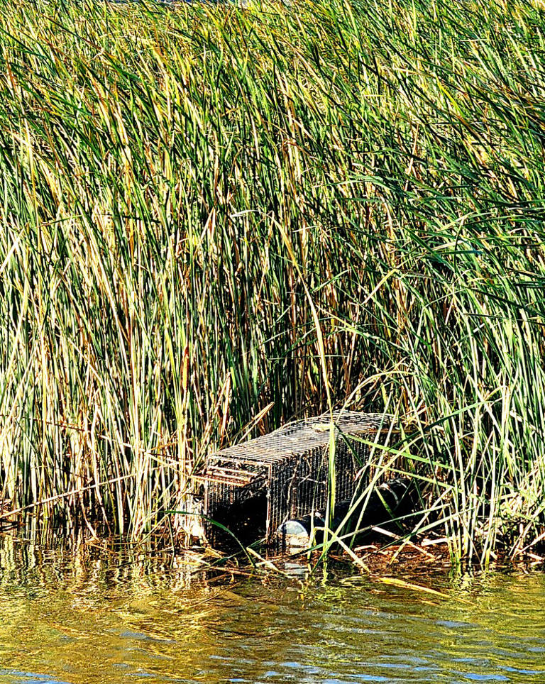 Large invasive rodents carry disease and attack crops across California ...