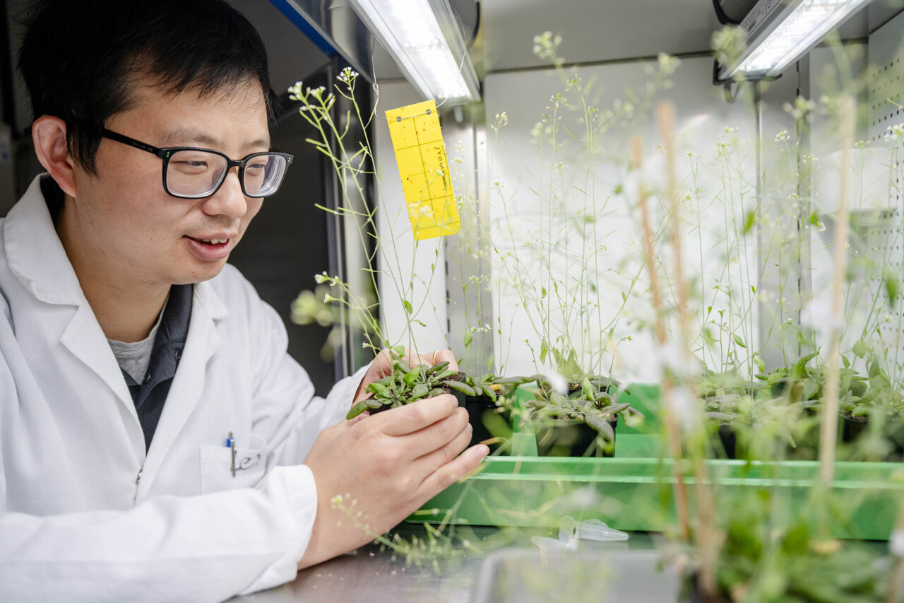 Old puzzle around protein distribution in plant cells solved with ...