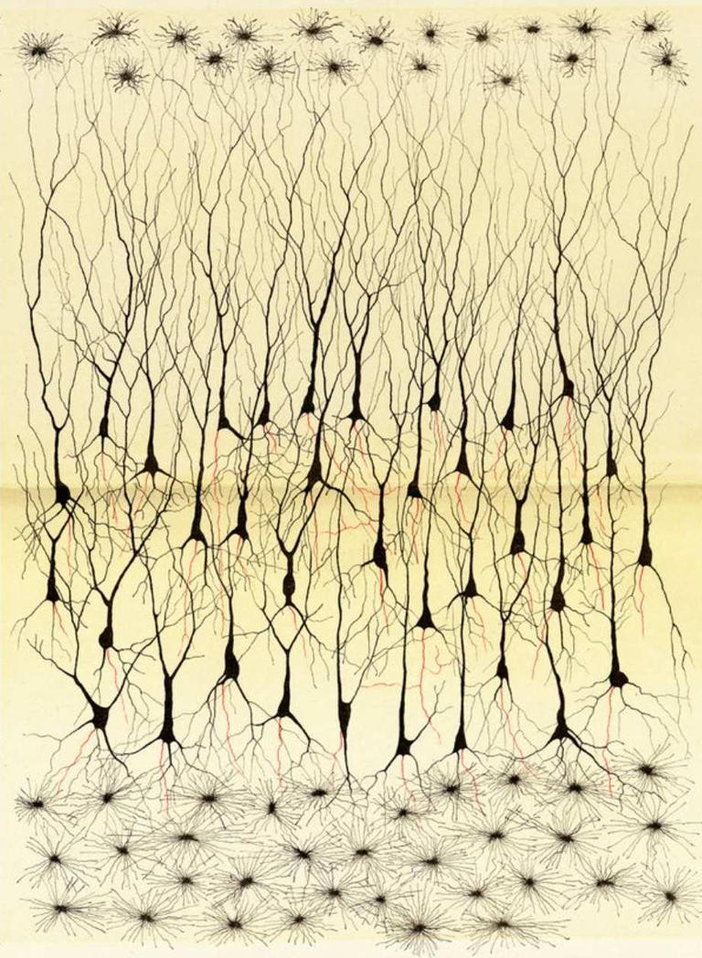 Beautiful scientific drawings that changed how we understand the brain
