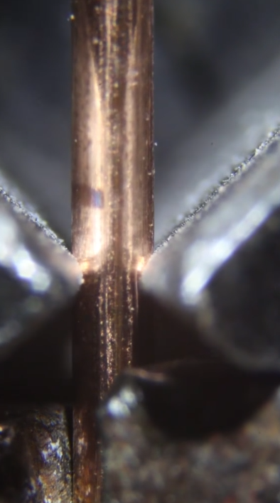 Evolution in Macro — Just Wait for the Saw