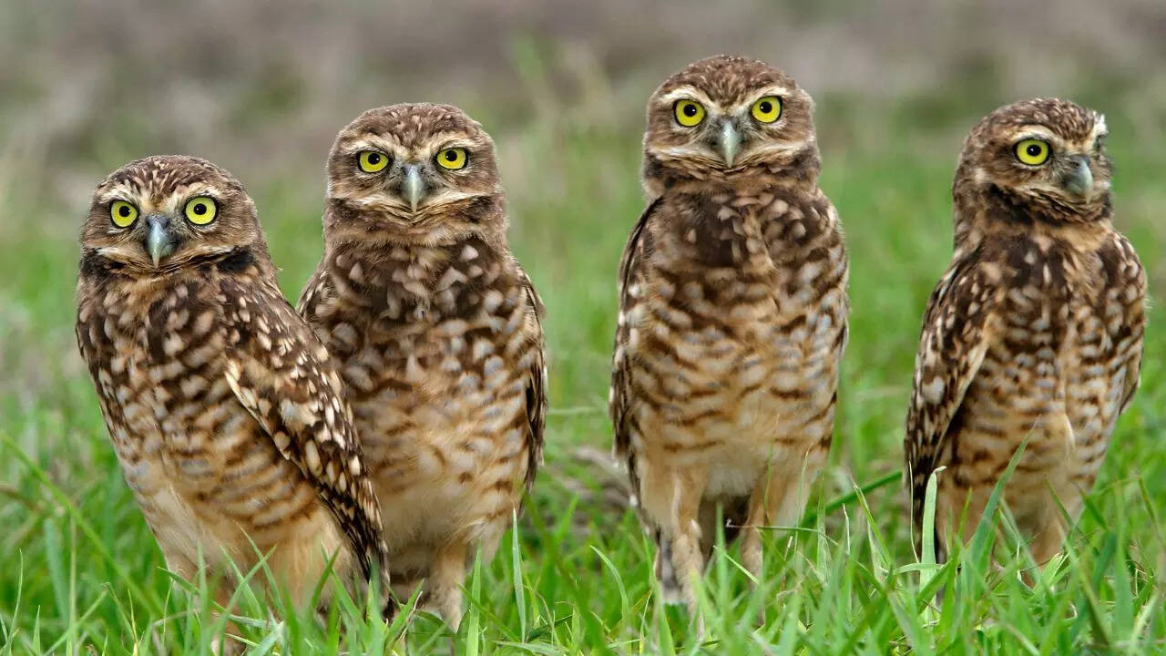 7 reasons owls are the masters of the night