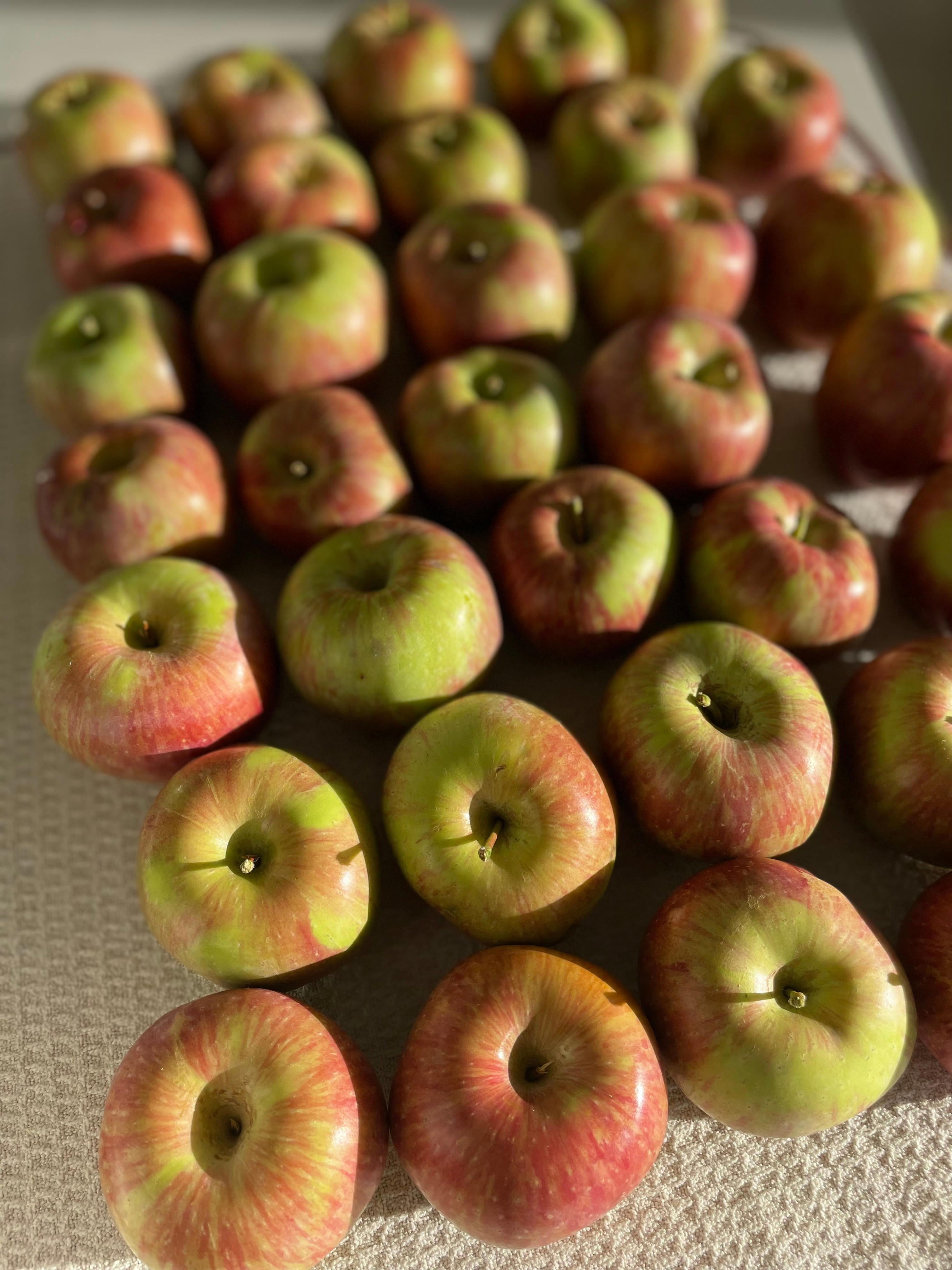 From Apple Fest to Haunted Orchard: Nichols Ranch and Orchards a fall ...