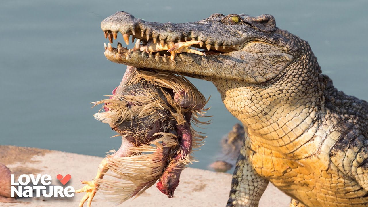 Predator and Prey Forced to Live in Close Proximity | Seasons of the ...
