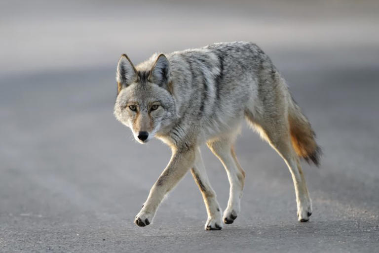 Coyote sightings in Southern California are about to increase, here's why