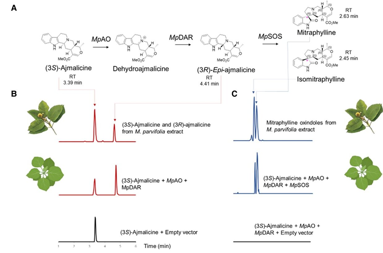 Unlocking the molecular blueprint for a powerful plant-based drug