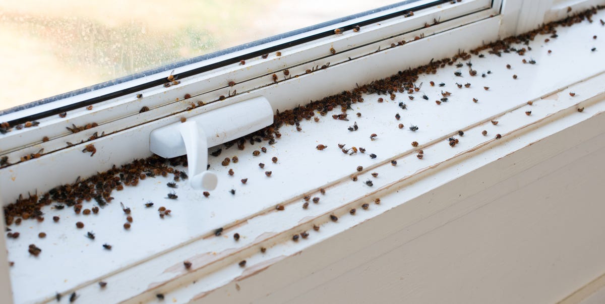 We Found the BEST Way to Get Rid of All the Ladybug Clusters in Your Home