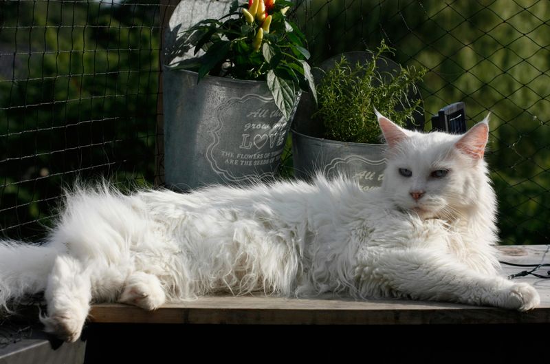 11 Fluffy Cat Breeds That Are Basically Living Weighted Blankets