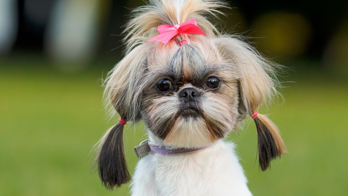10 razas de perros perfectas para personas que prefieren calma en casa