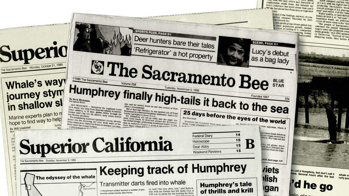 Whale of a tale: Remembering Humphrey's magical journey up the Delta 40 ...
