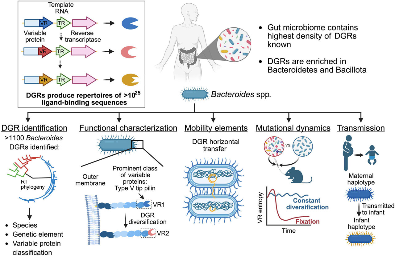 Sped-up evolution may help bacteria take hold in gut microbiome