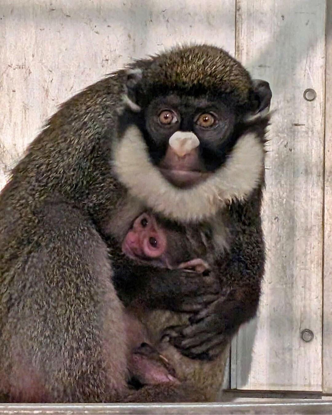 Erie Zoo welcomes newborn monkey. When can you see the baby lesser spot ...