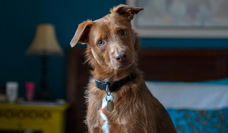 Dogs Trust Ireland supports ban on shock collars, as UK brings in ...