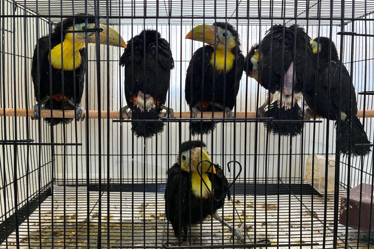 Once Smuggled Animals Are Rescued, Law Enforcement Officers Call Her