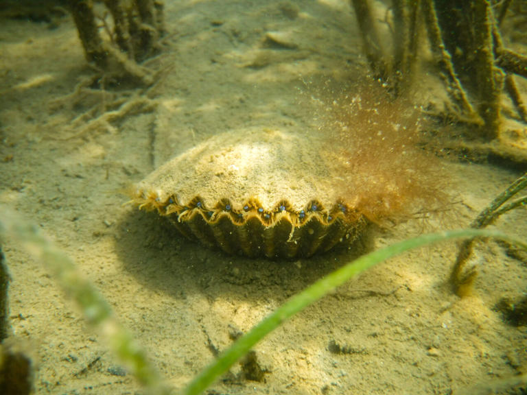 Bay scallops surge on Virginia's Eastern Shore