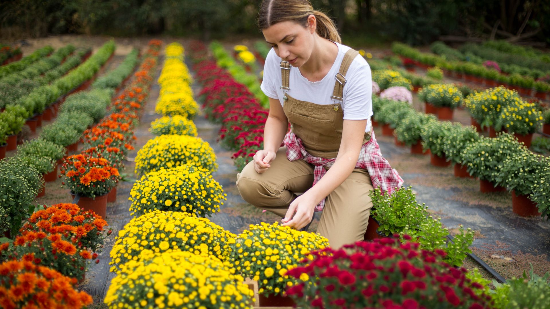 9 flowers to plant in autumn and winter - and why now is a 'key moment ...