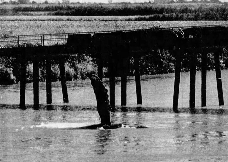 Whale of a tale: Remembering Humphrey's magical journey up the Delta 40 ...