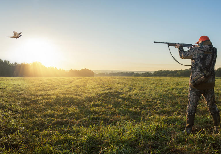 Governor’s Pheasant Hunting Opener starts Friday in Ortonville with ...