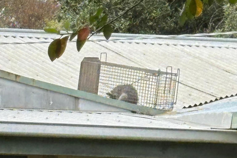 Sad find on homeowner's roof triggers $44,000 fine warning to Aussies