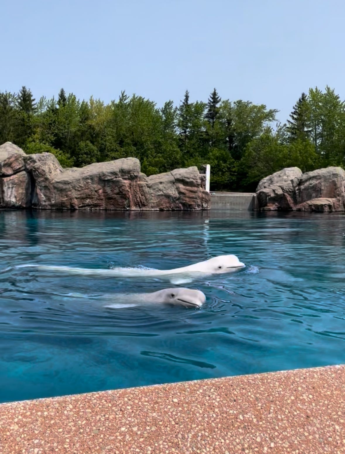 30 beluga whales still alive after Canadian park threatened to ...
