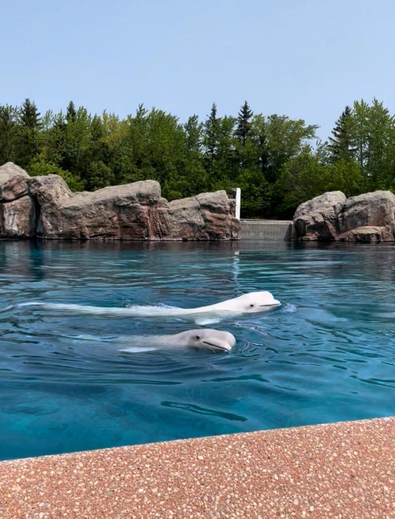 30 beluga whales still alive after Canadian park threatened to ...