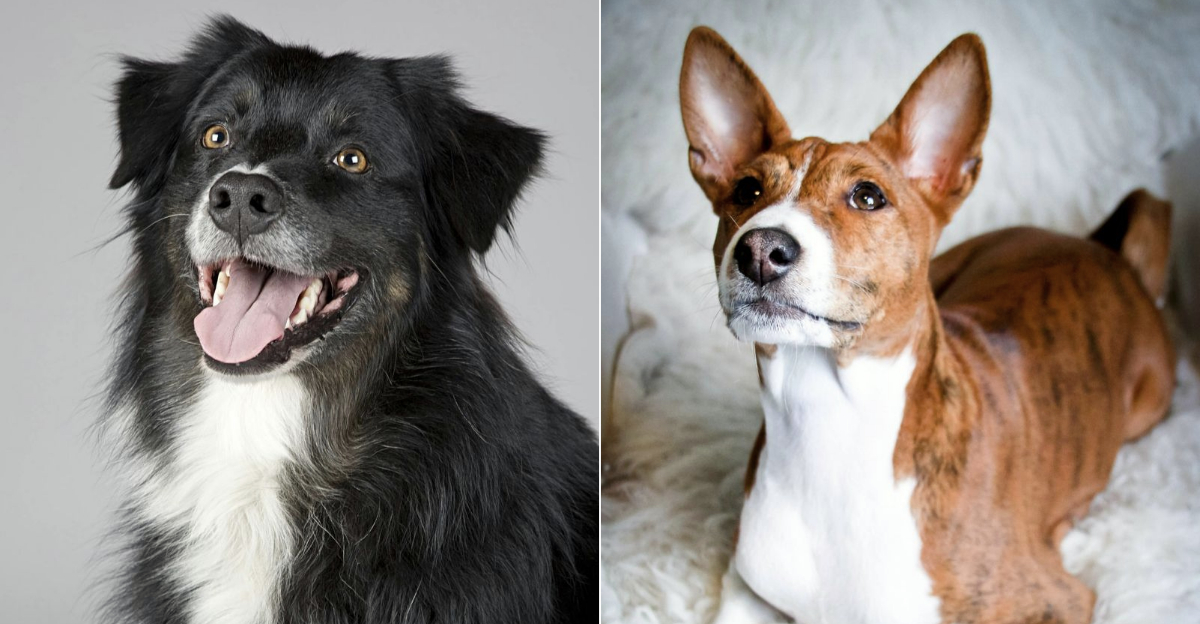 14 Dog Breeds That Are Known For Being Well-Behaved