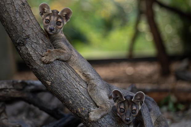 Four rare fossa pups take their first steps at Chester Zoo