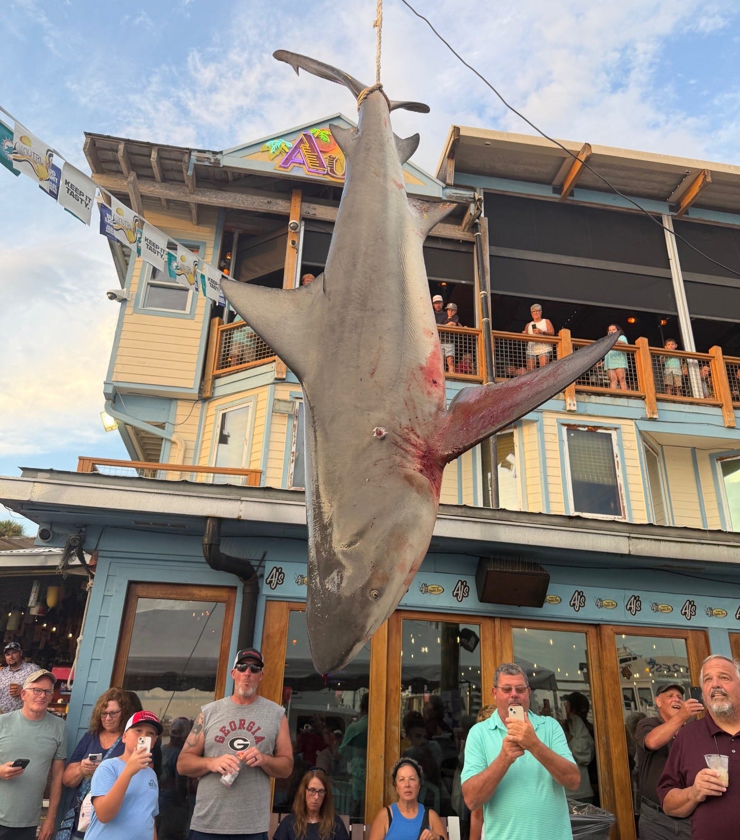 Whopper Wednesday at the Destin Fishing Rodeo with big shark and tuna