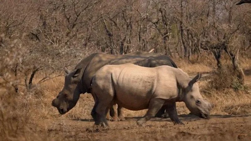 Showing the team behind rhino success story