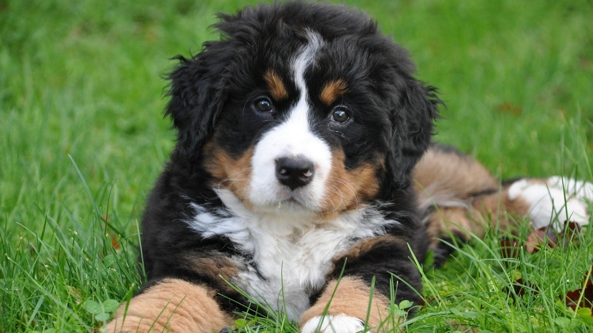 16 gestures that make your dog choose you as his "forever person" and ...